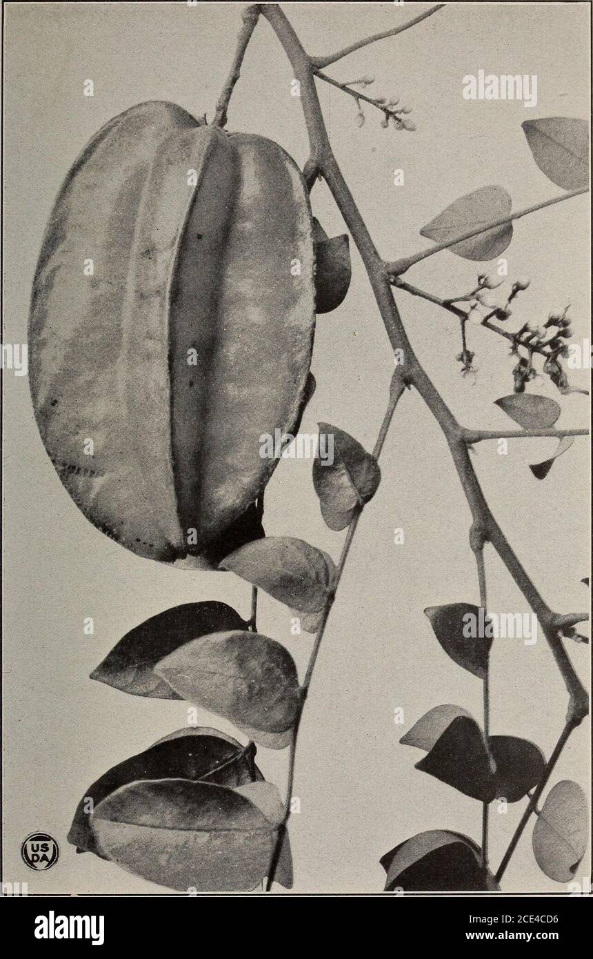 Bookidplantinvento High Resolution Stock Photography and Images - Alamy