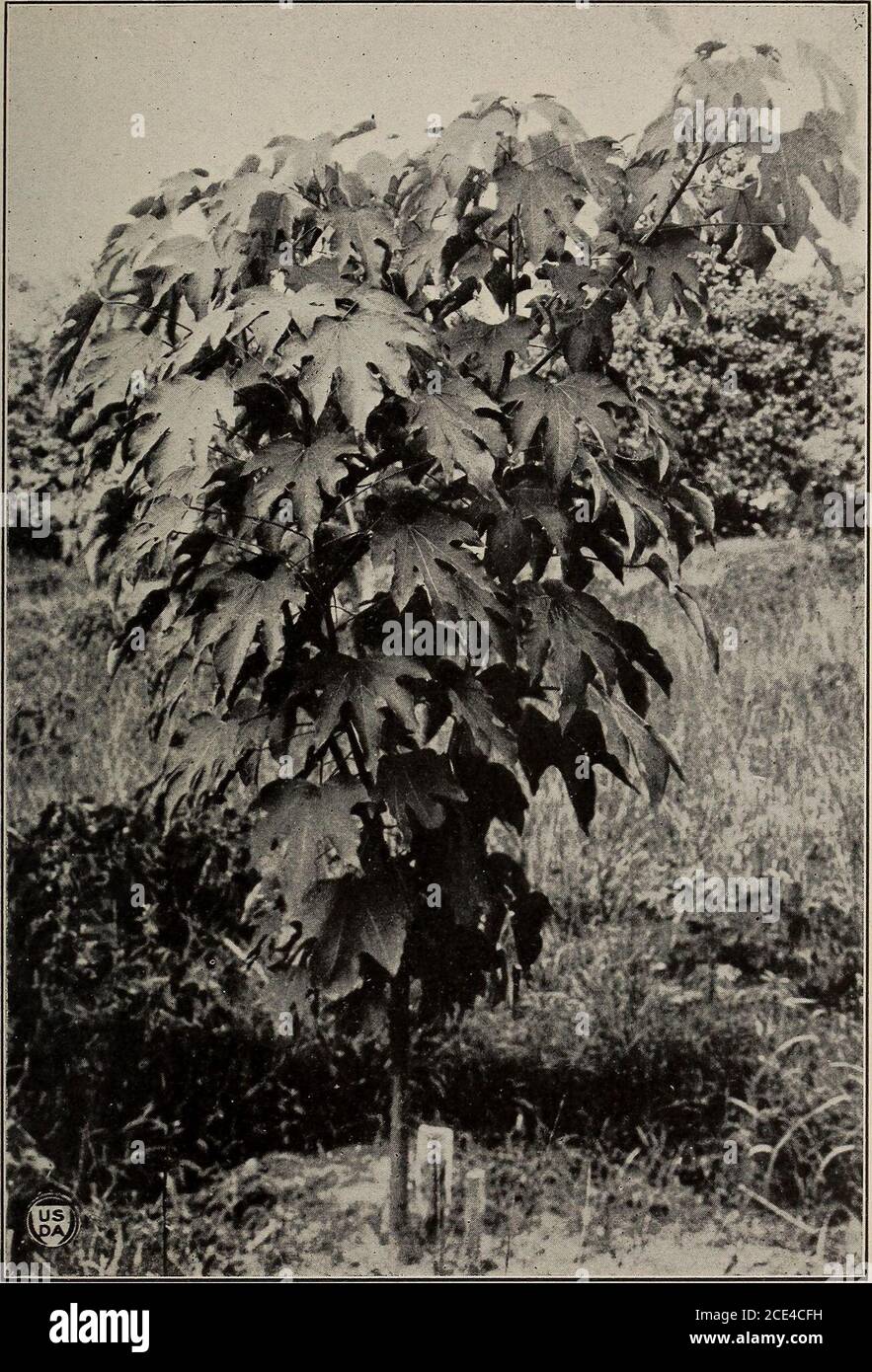 . Plant inventory; plant material introduced . r, 1922. Quoted notes by ...