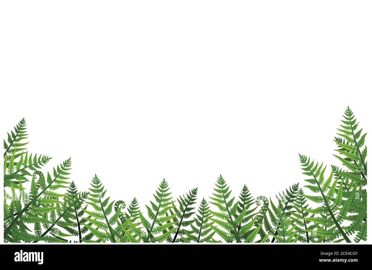 Fern or brake plant leaves forest frame background. Vector illustration ...