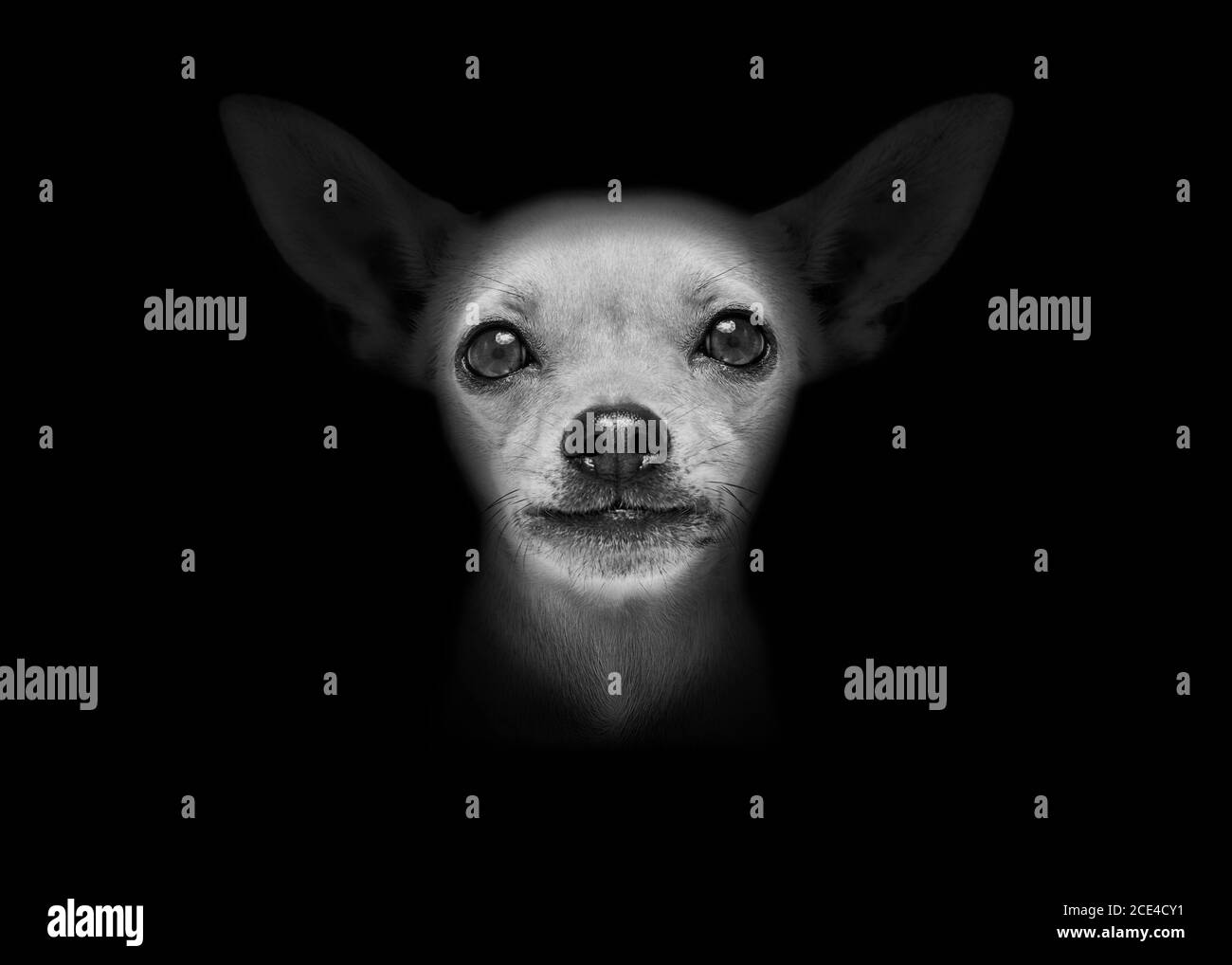 dog isolated on black Stock Photo - Alamy