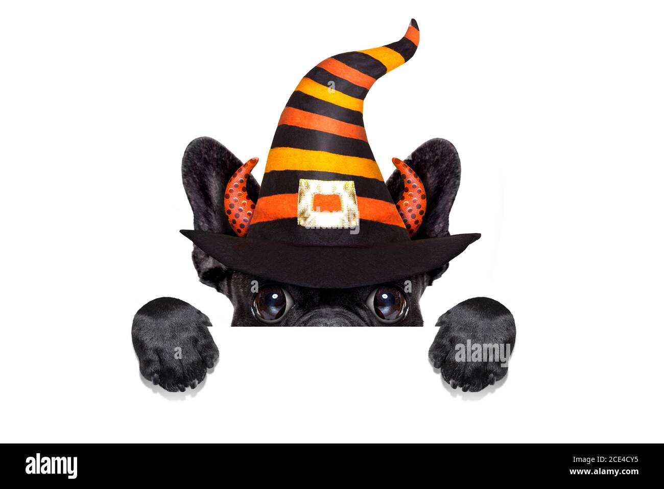 Scary dog dark Cut Out Stock Images & Pictures - Alamy