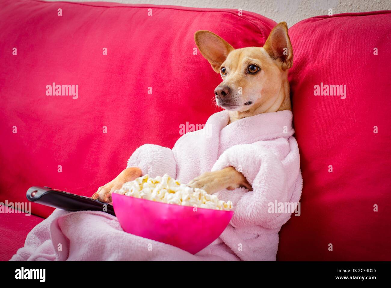 dog watching tv on the couch Stock Photo - Alamy