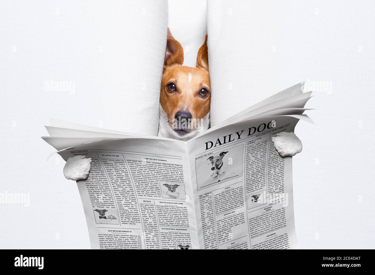 dog reading newspaper Stock Photo - Alamy