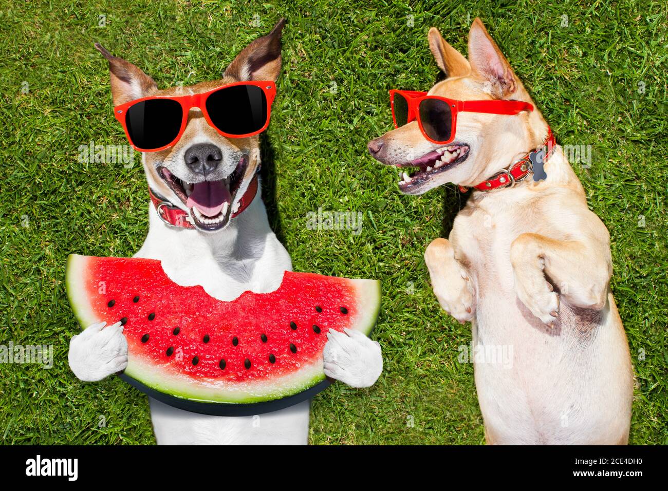 Two funny dogs hi-res stock photography and images - Alamy