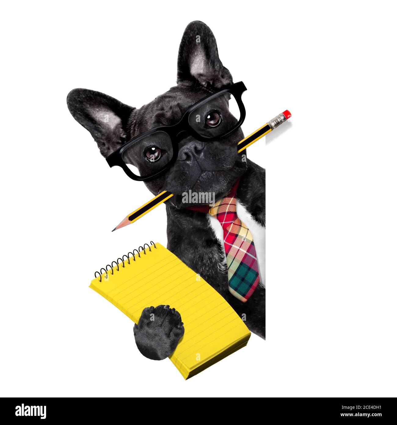 office worker dog Stock Photo - Alamy