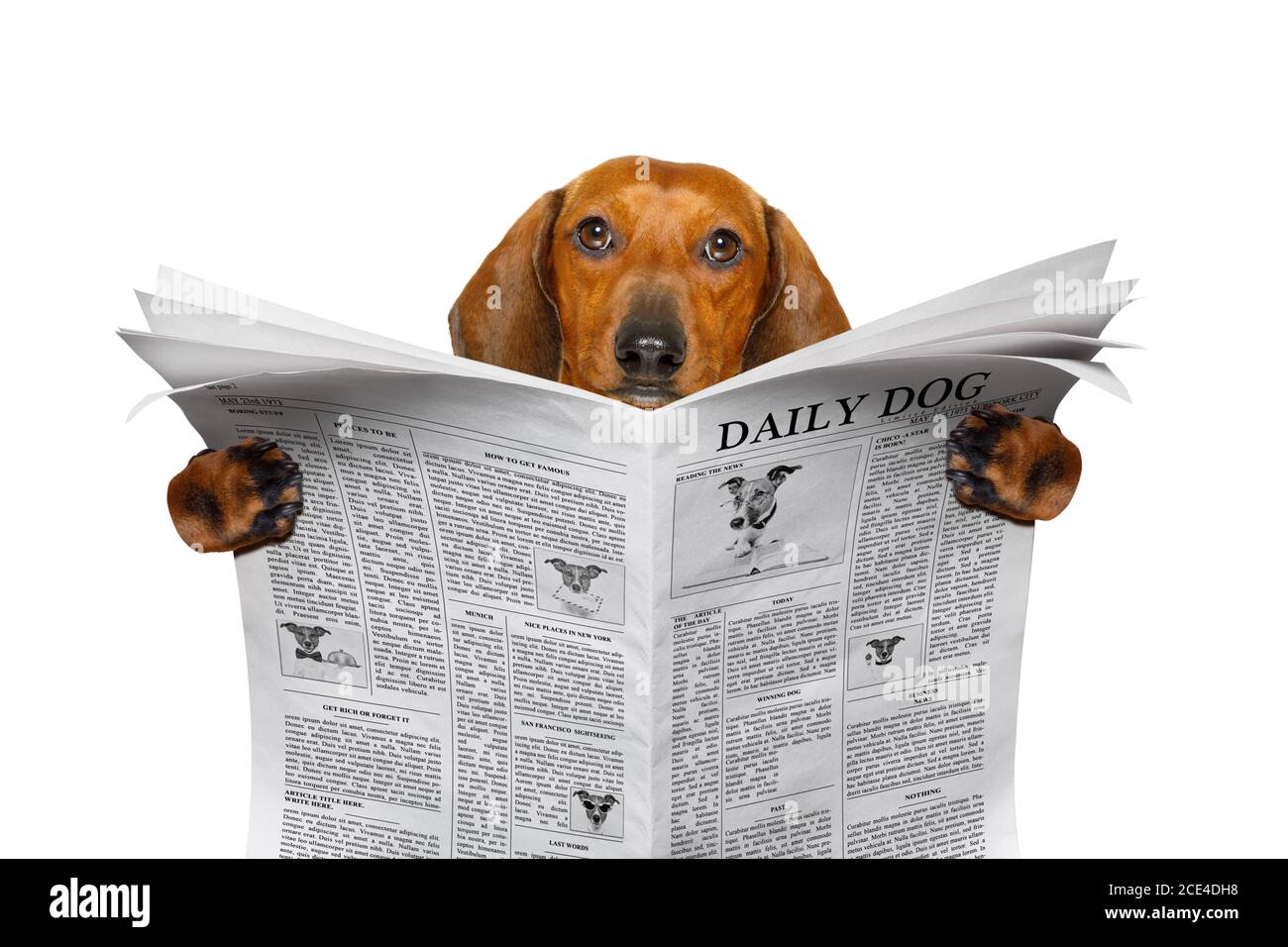 dog reading newspaper Stock Photo - Alamy