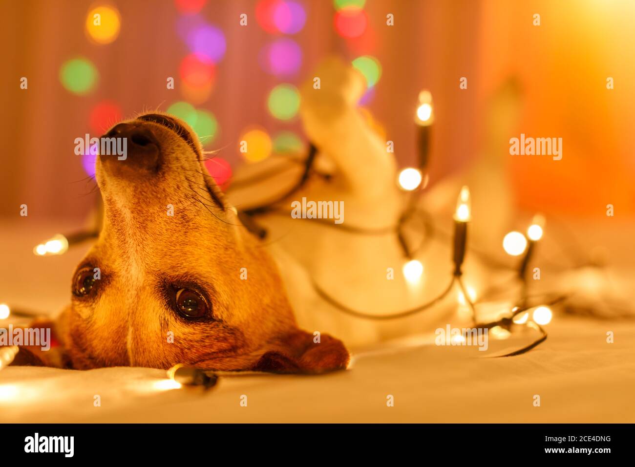 christmas dog with fairy lights Stock Photo - Alamy