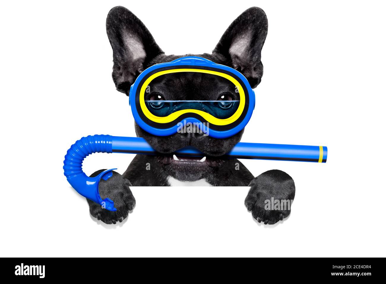 scuba diving dog Stock Photo - Alamy
