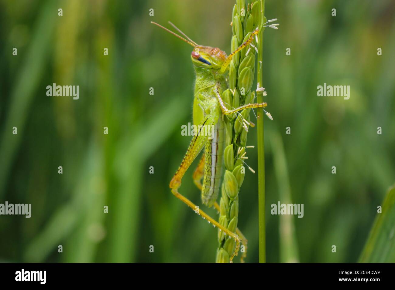 Young grasshopper and rice grasshopper the rice stalks green background ...