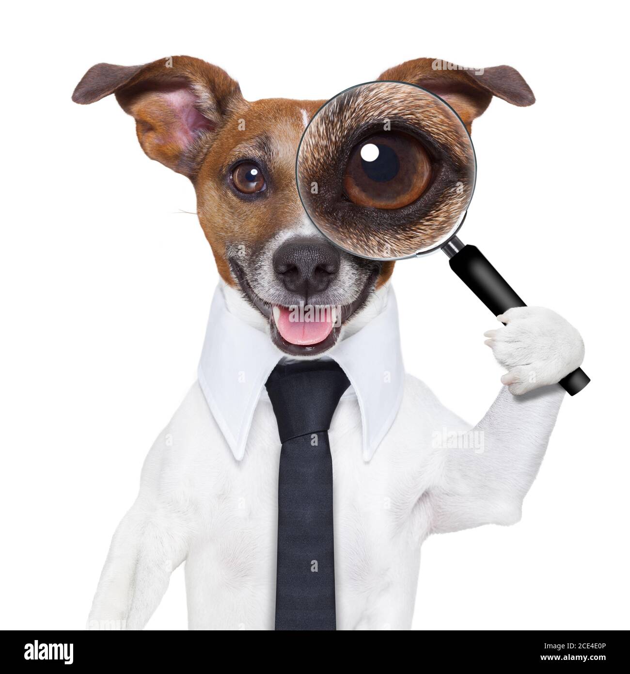 magnifying glass dog Stock Photo - Alamy