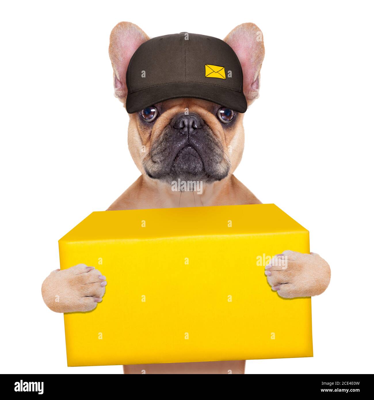 Fragile Dog High Resolution Stock Photography and Images - Alamy