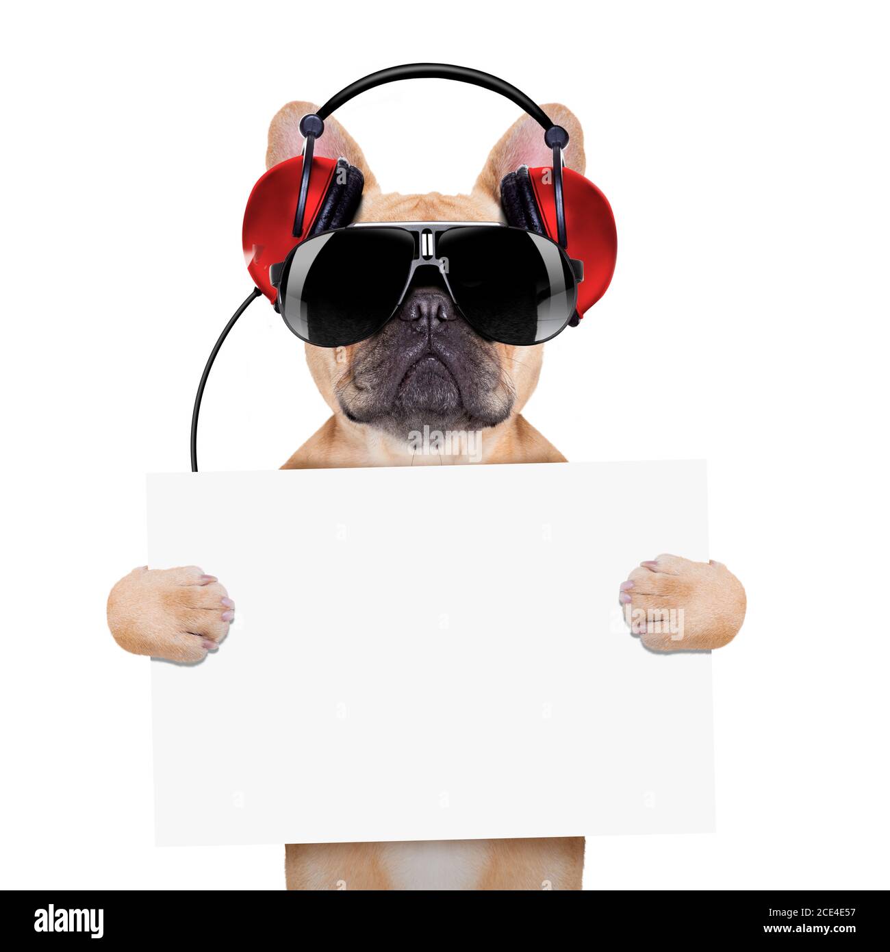 dj disco dog Stock Photo - Alamy