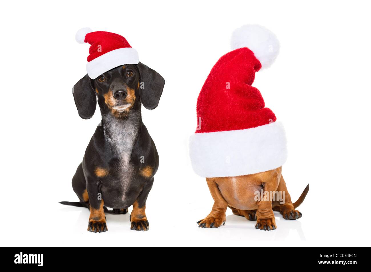 Dogs on christmas hi-res stock photography and images - Alamy