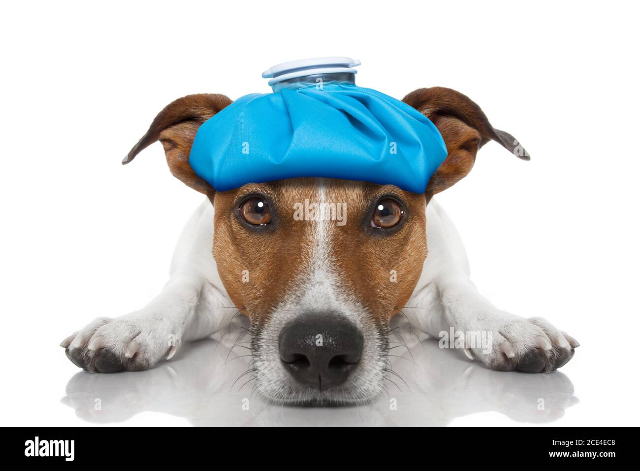 Ill dog hi-res stock photography and images - Alamy