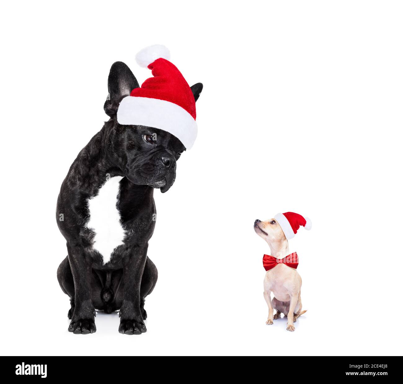 X mas dogs Cut Out Stock Images & Pictures - Alamy