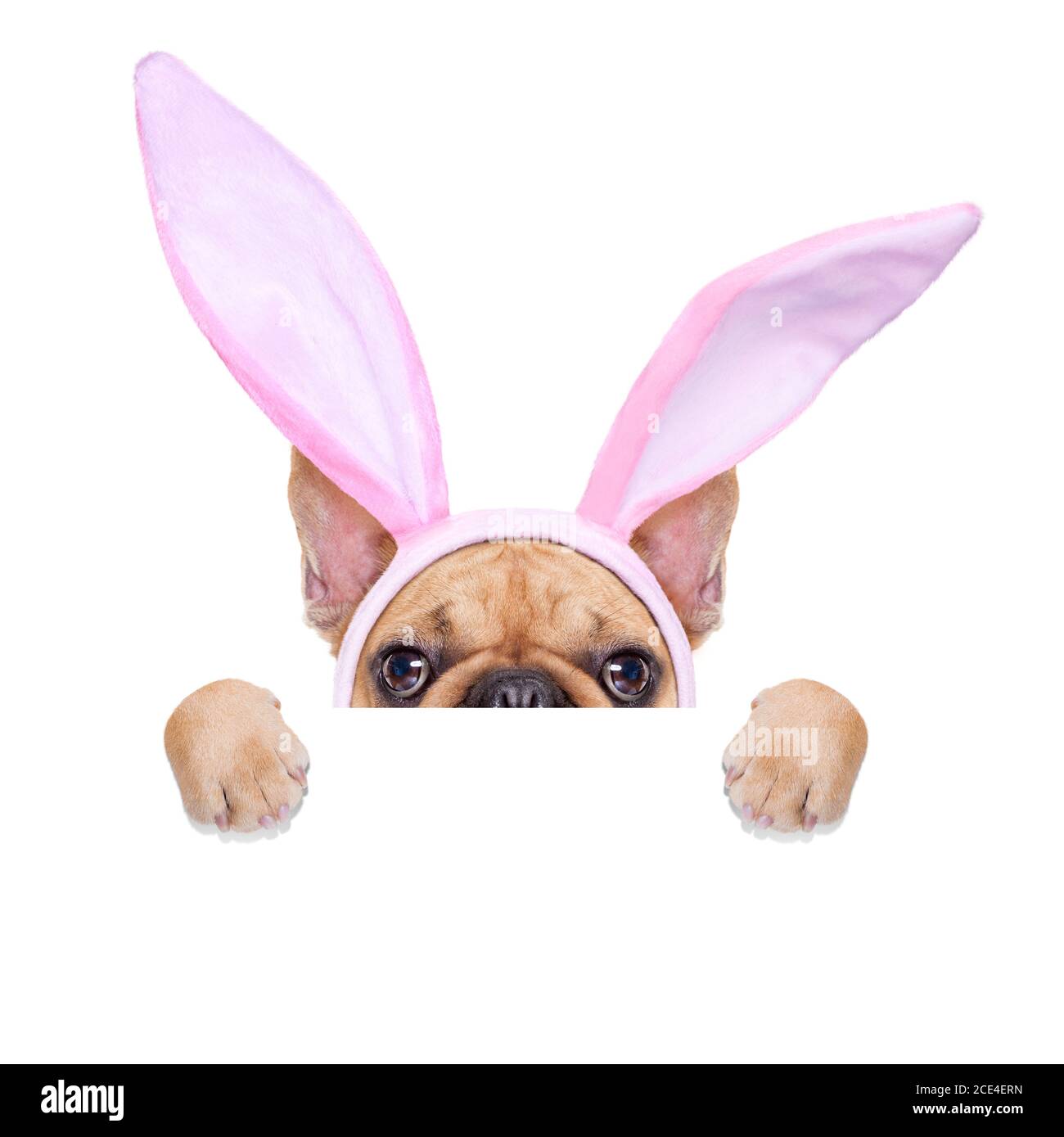 Bunny easter ears dog hi-res stock photography and images - Alamy