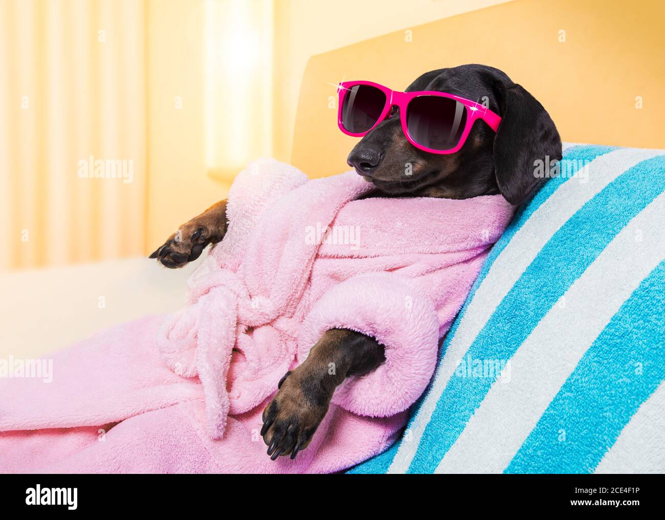 dog spa wellness salon Stock Photo - Alamy