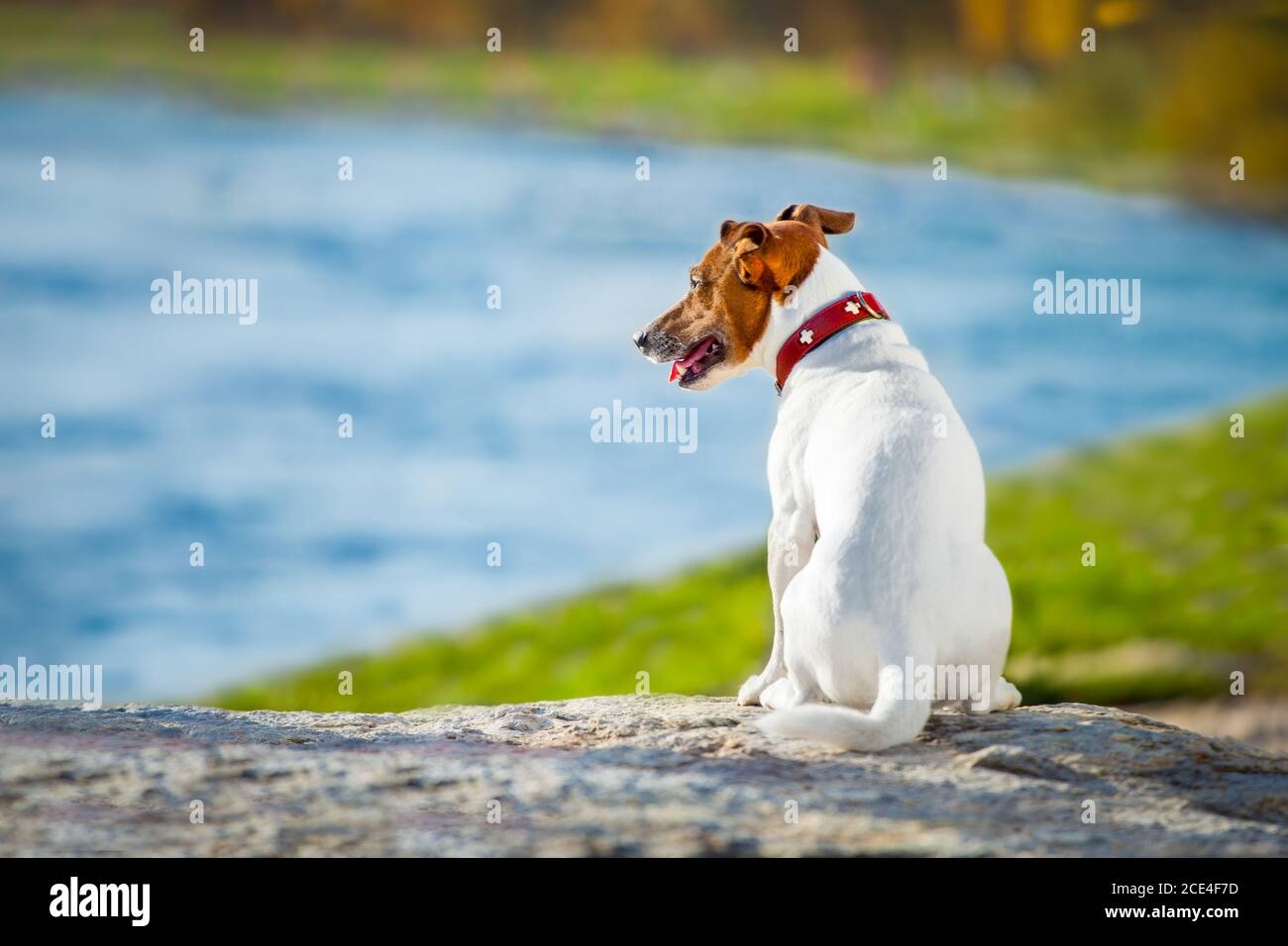 dog thinking and watching Stock Photo - Alamy