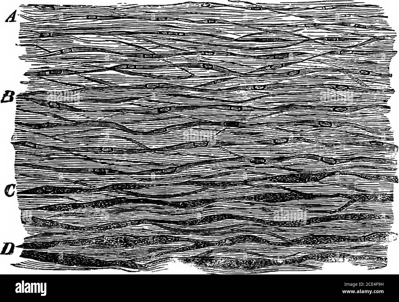 . The principles and practice of veterinary surgery . en generated in ...