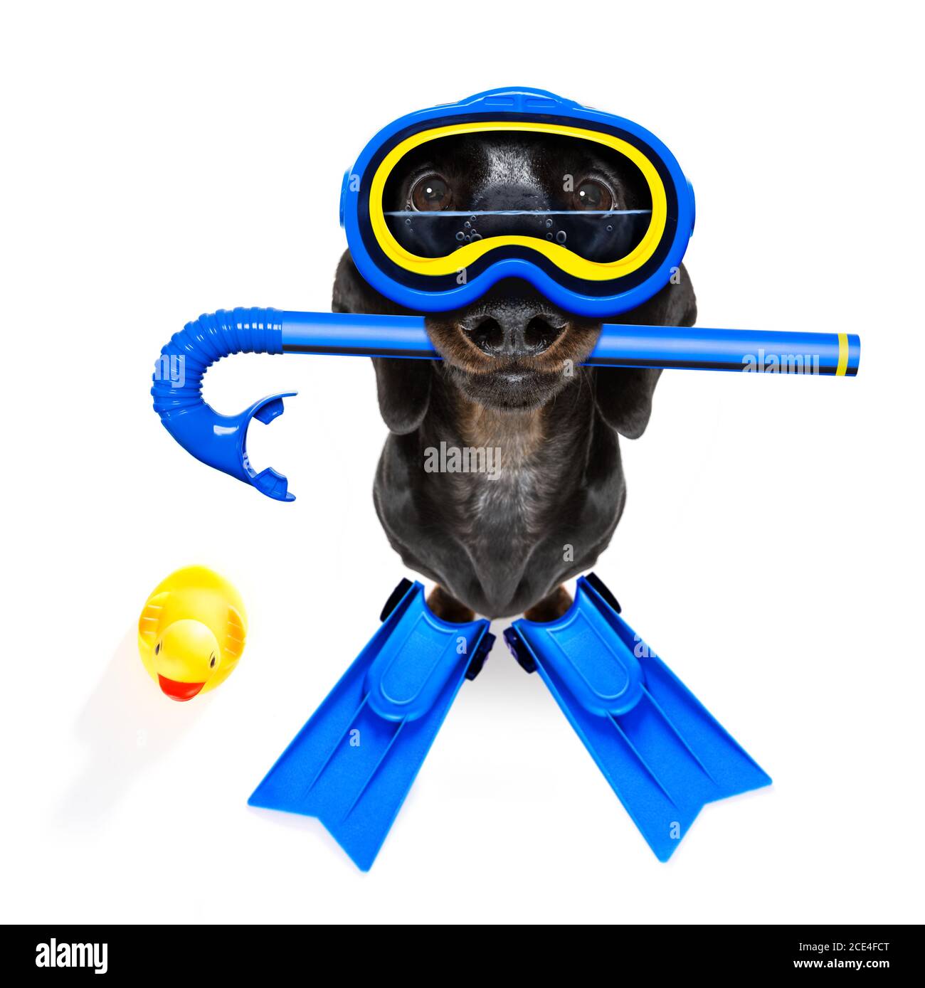scuba diving dog Stock Photo - Alamy