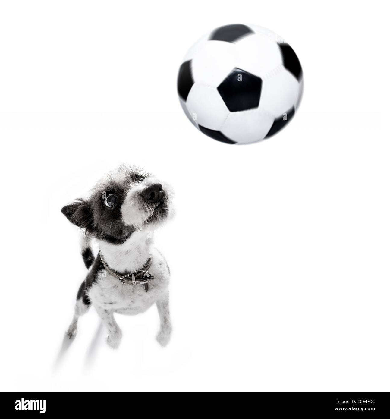 Soccer football poodle dog hi-res stock photography and images - Alamy