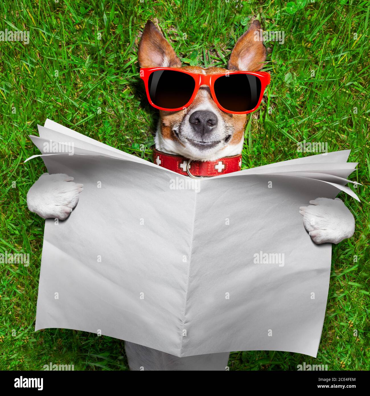 dog reading newspaper Stock Photo - Alamy