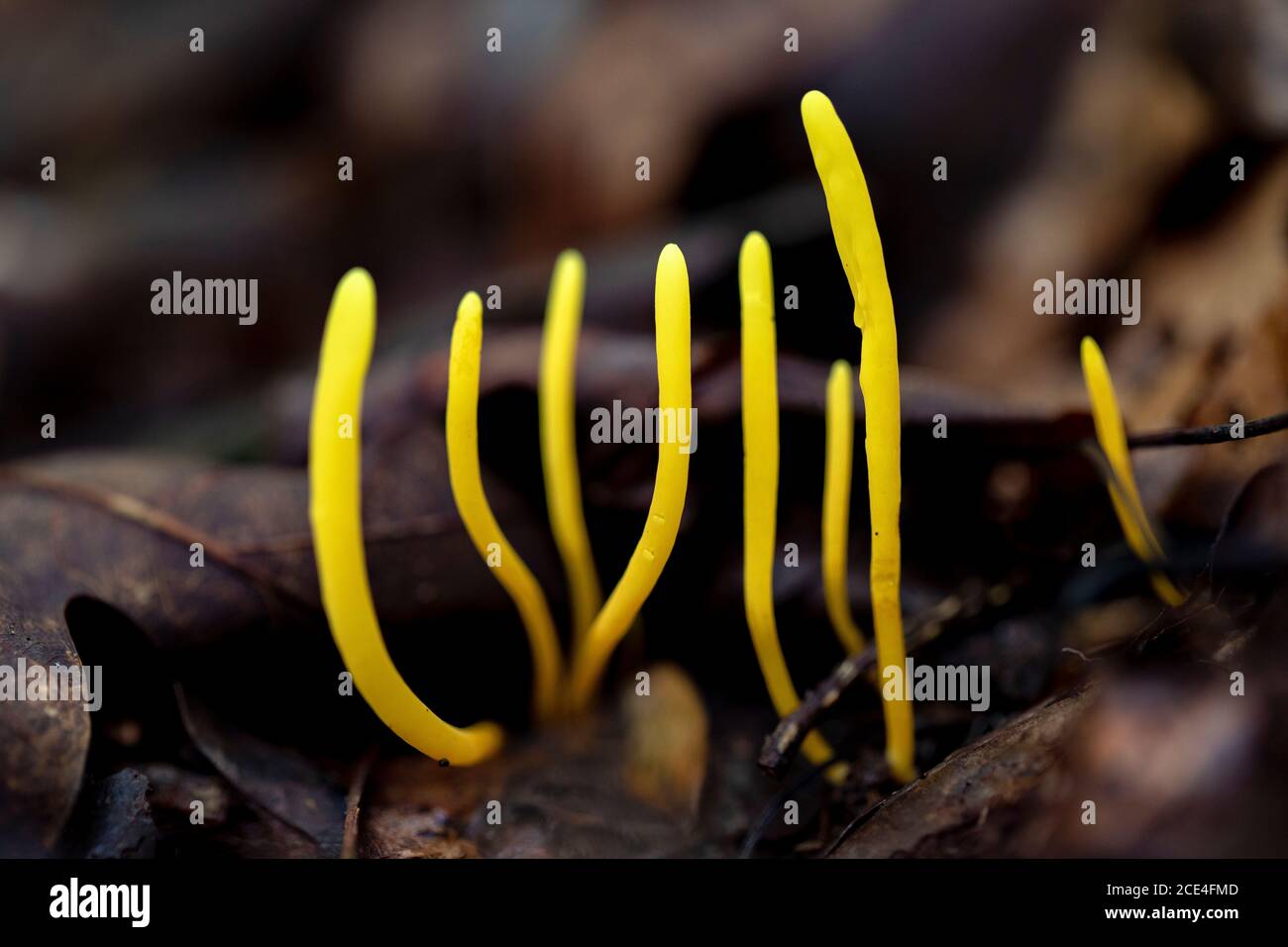 Yellow Club Fungus (Clavulinopsis species) - Pisgah National Forest ...