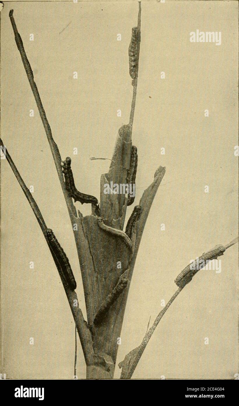 Army worm corn hi-res stock photography and images - Alamy