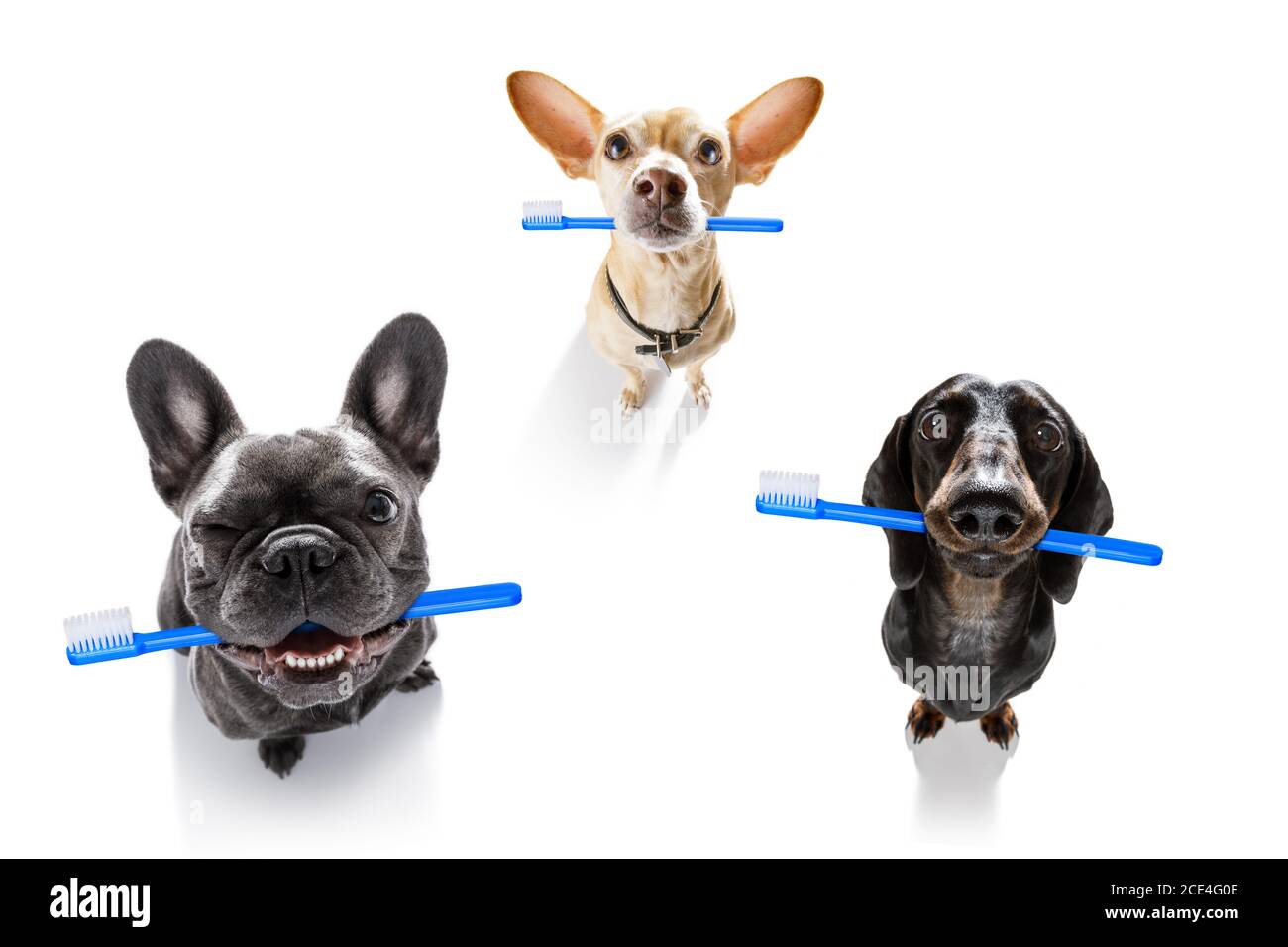 dental toothbrush row of dogs Stock Photo - Alamy