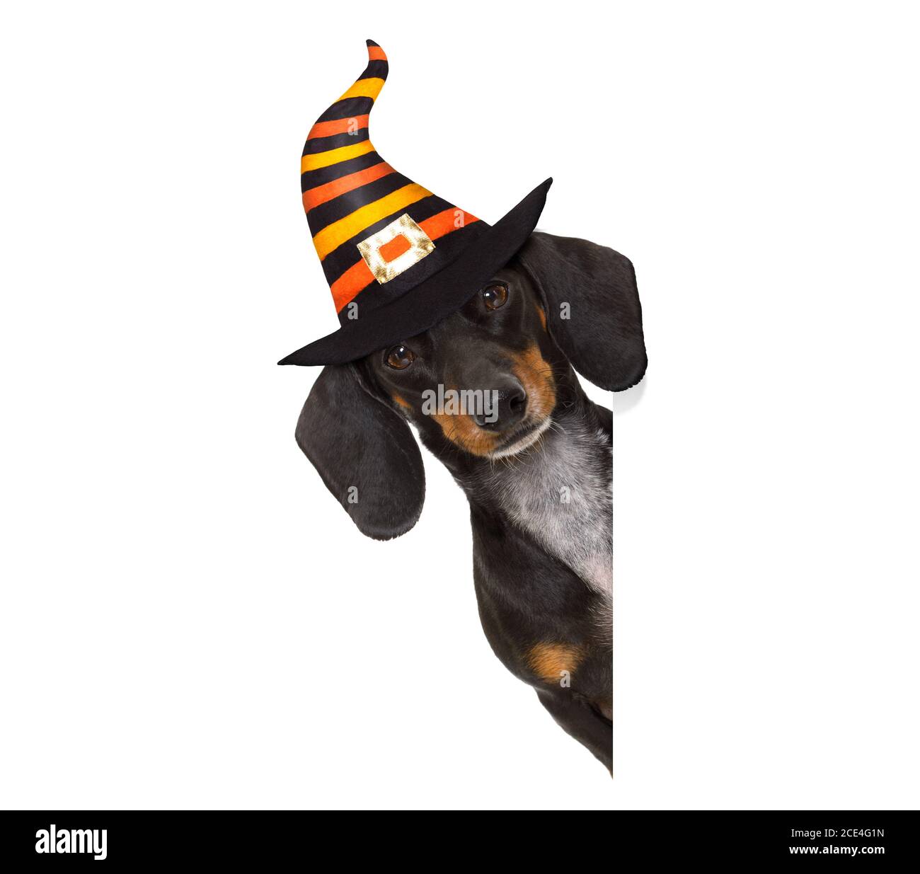 Halloween poodle Cut Out Stock Images & Pictures - Alamy