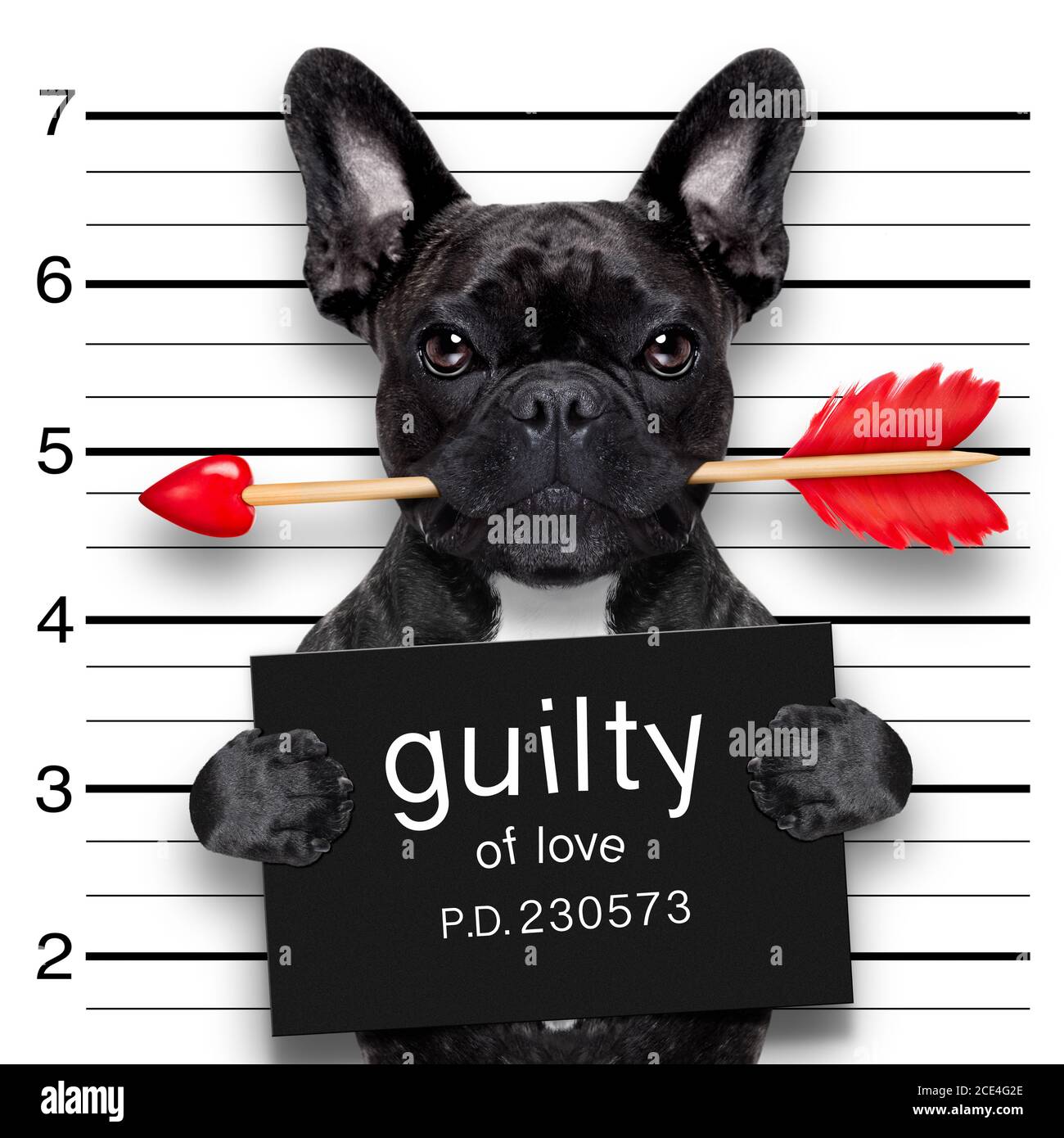 Mugshot card hi-res stock photography and images - Alamy