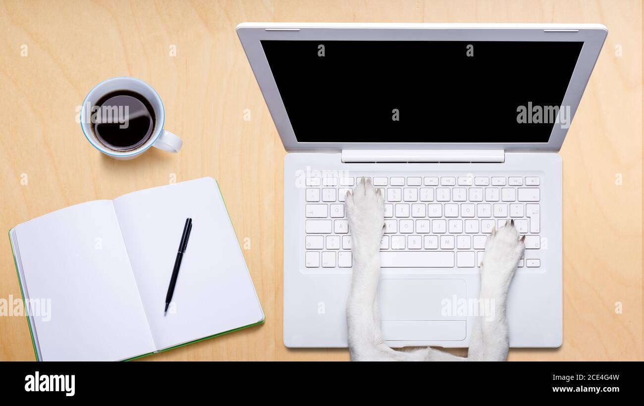office worker dog with laptop pc computer on desk table Stock Photo - Alamy