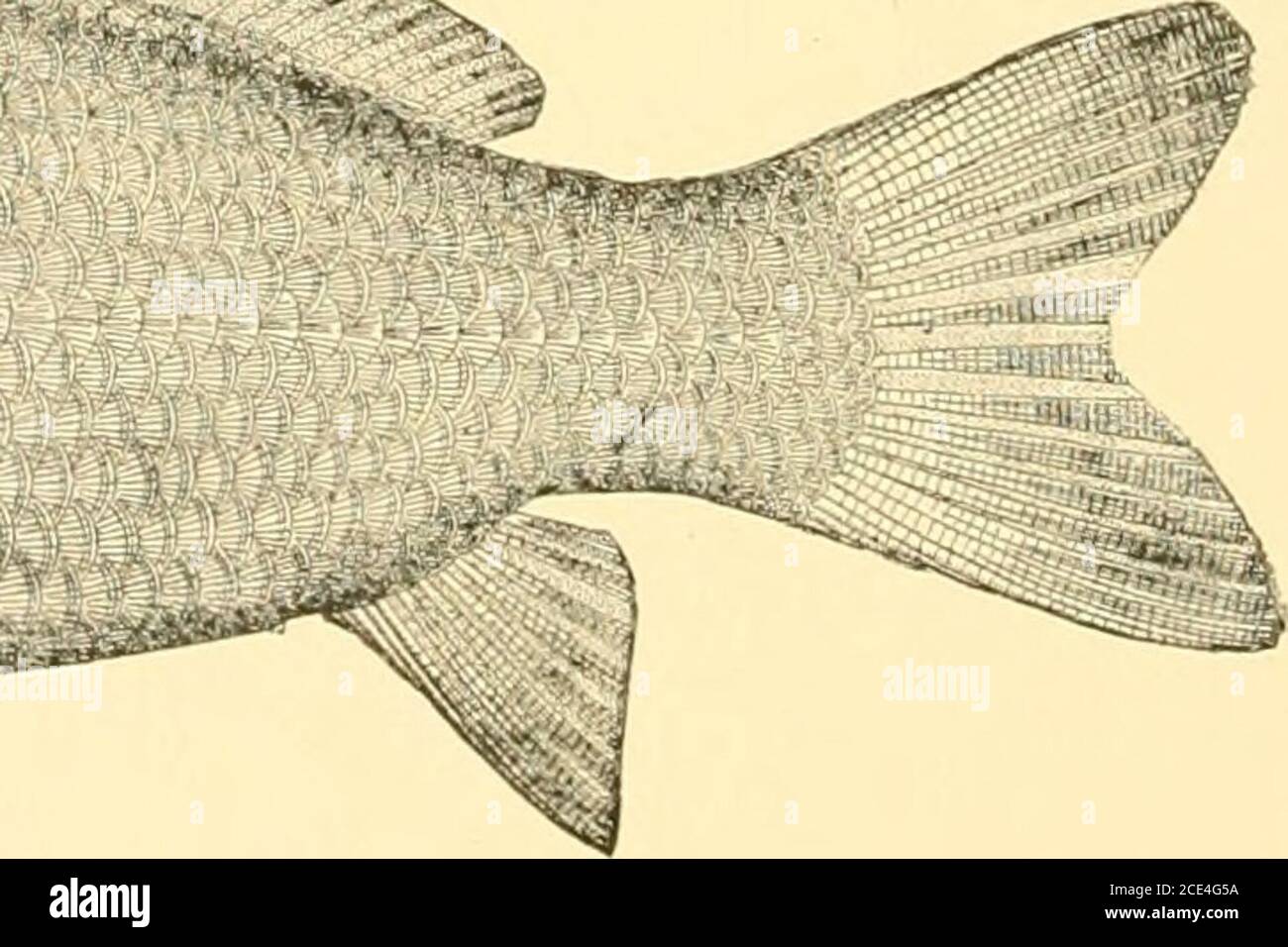 Big mouth buffalo fish hi-res stock photography and images - Alamy