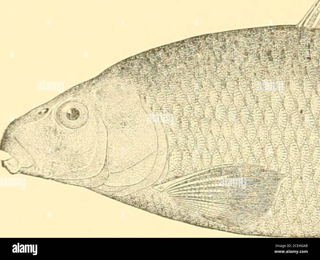 6 feet fish caught hi-res stock photography and images - Alamy