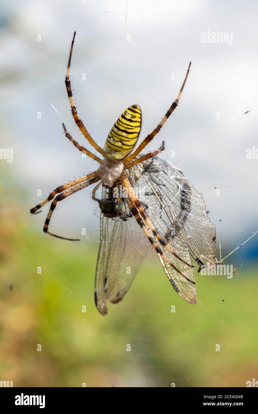 Argiope bruennichi caching White-tailed skimmer ( Orthetrum albistylum ...