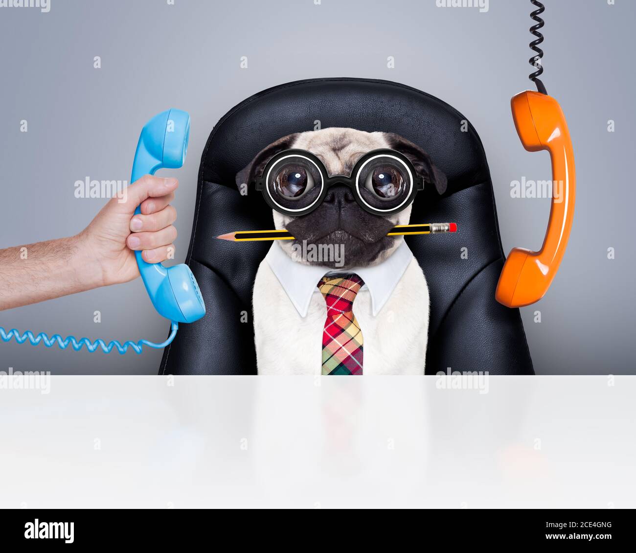 office worker boss dog Stock Photo - Alamy