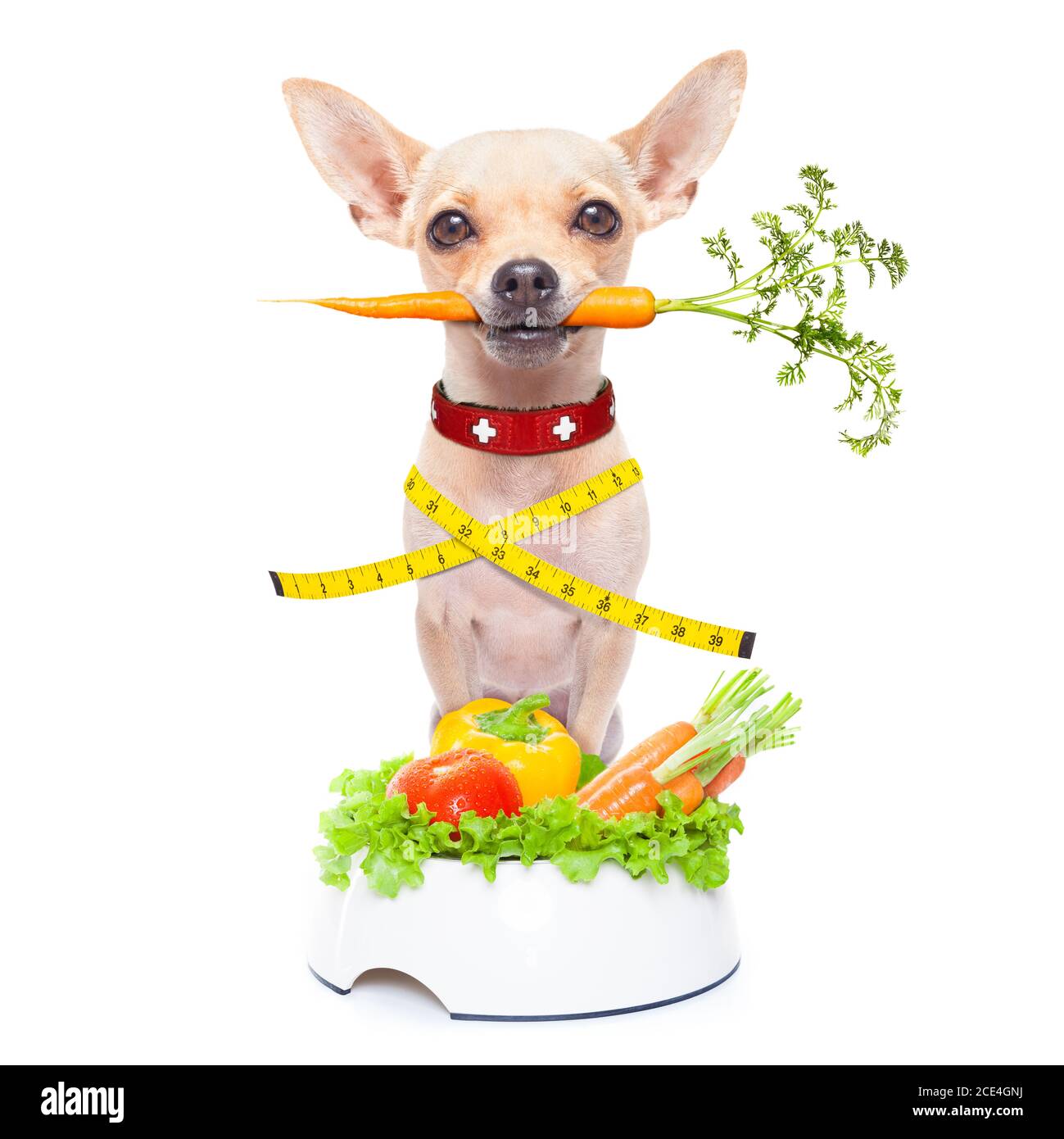 healthy hungry dog Stock Photo - Alamy