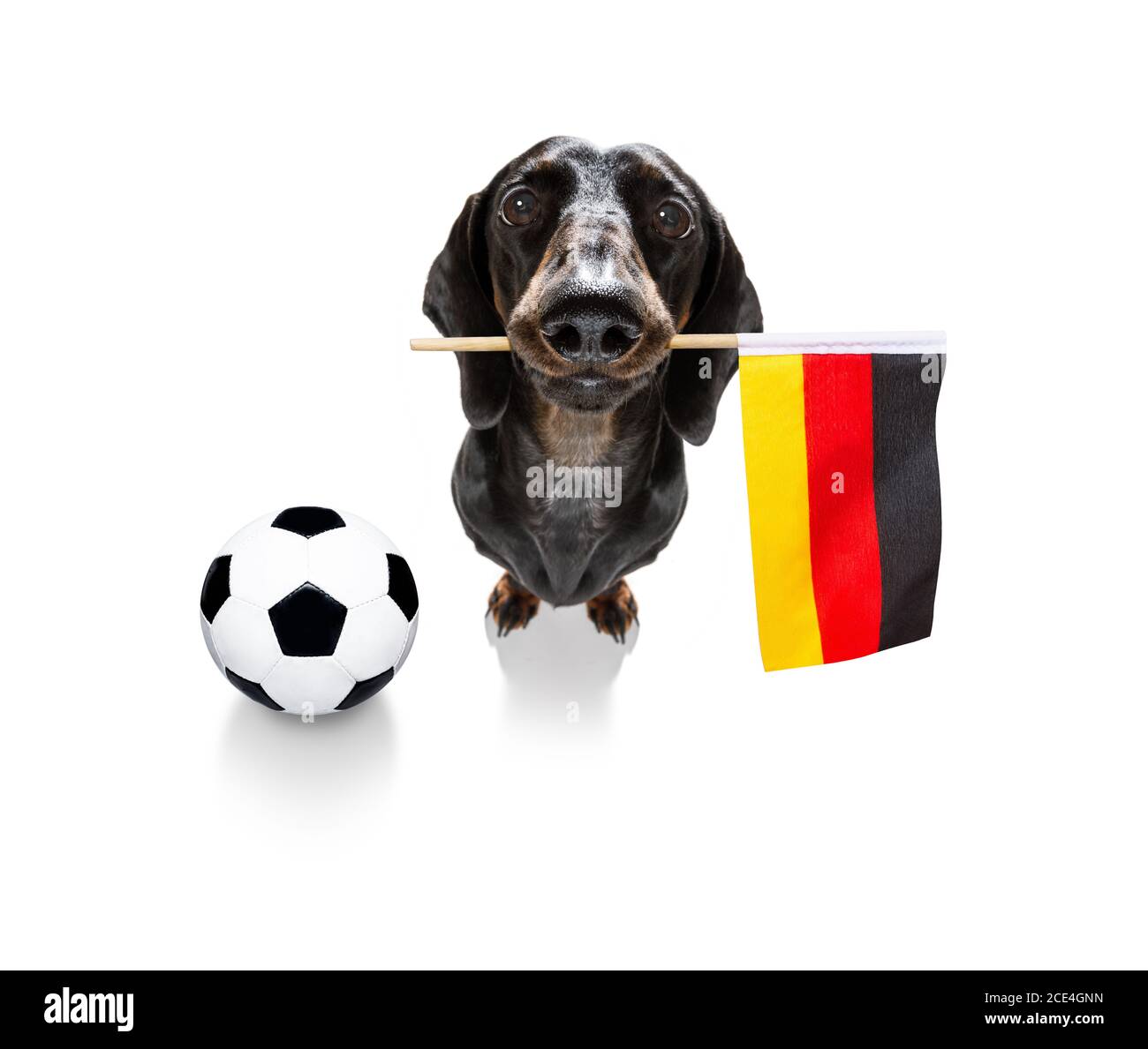 soccer football dog Stock Photo - Alamy