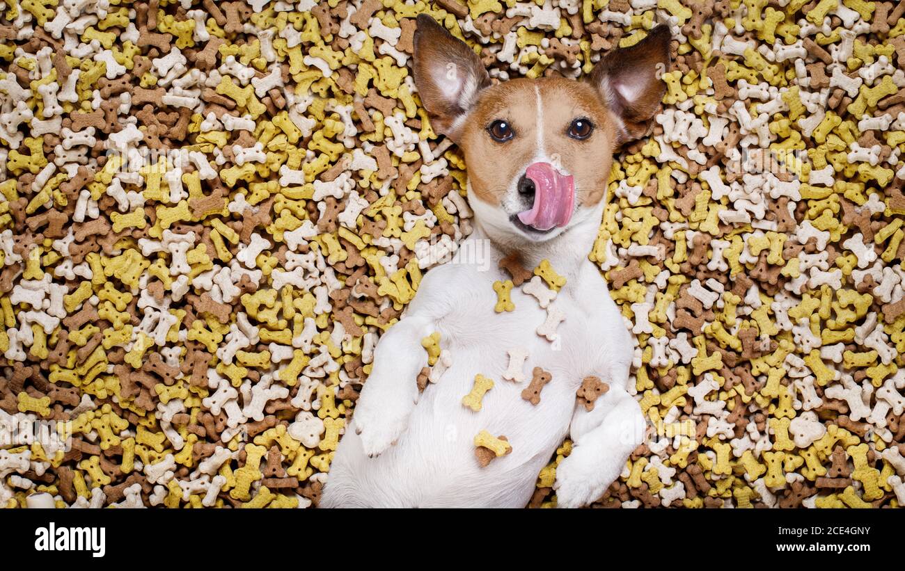 hungry dog in big food mound Stock Photo - Alamy
