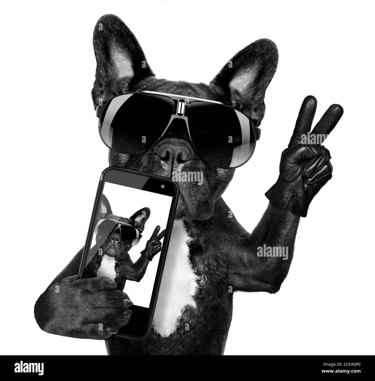 Shutter Dog High Resolution Stock Photography and Images - Alamy