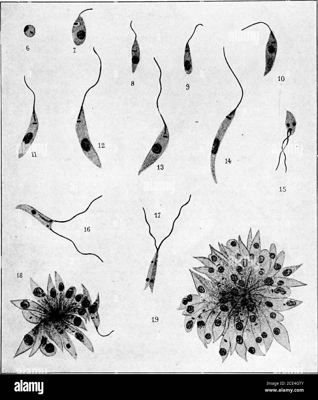 Part parasite Black and White Stock Photos & Images - Alamy