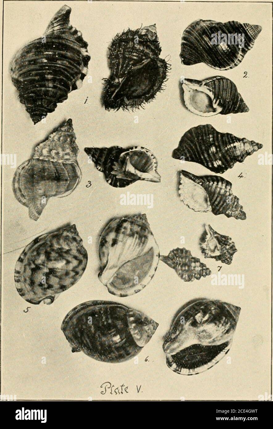 . Beautiful shells of New Zealand : an illustrated work for amateur ...