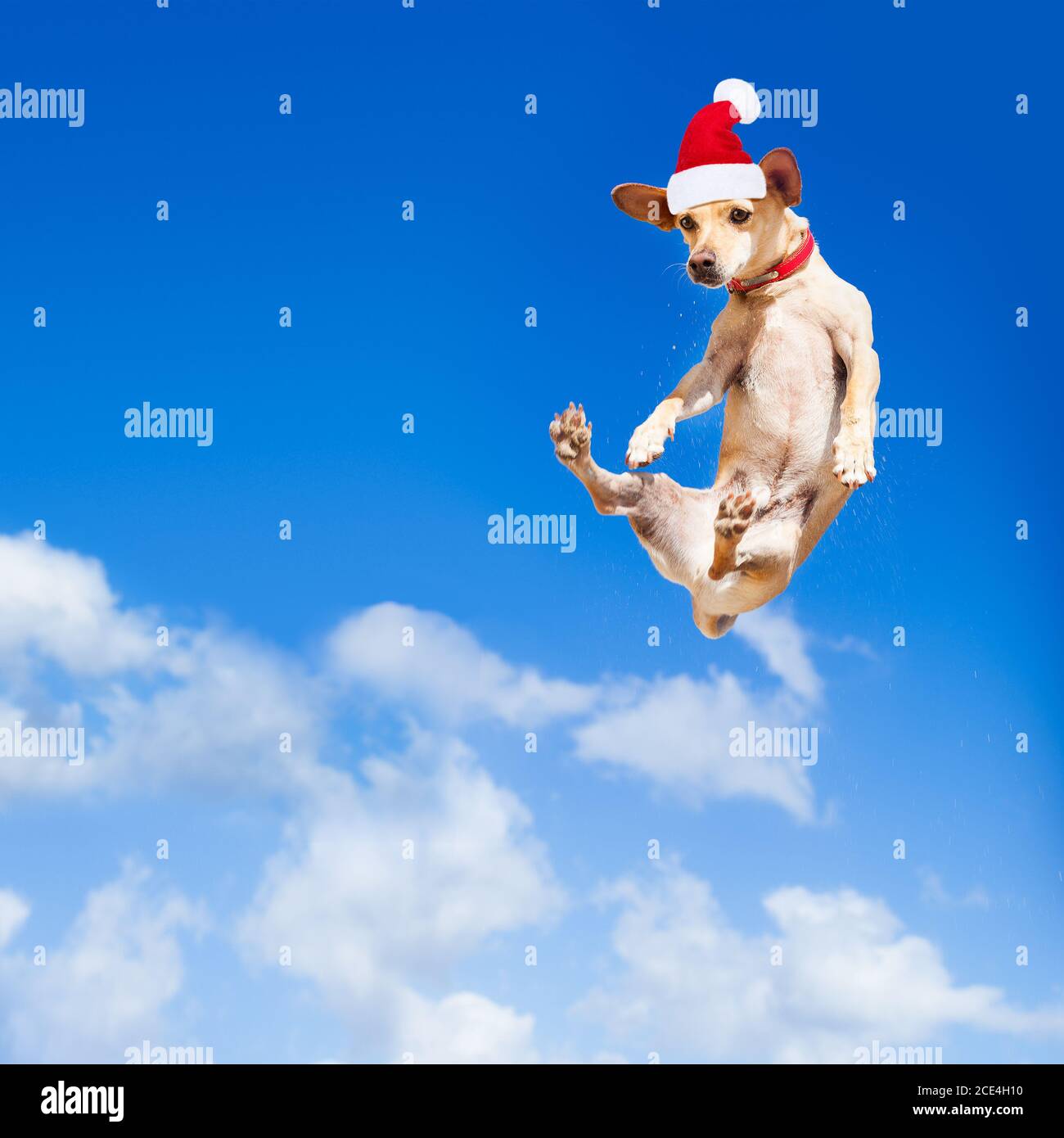 Happy funny dog jumping sky hi-res stock photography and images - Alamy