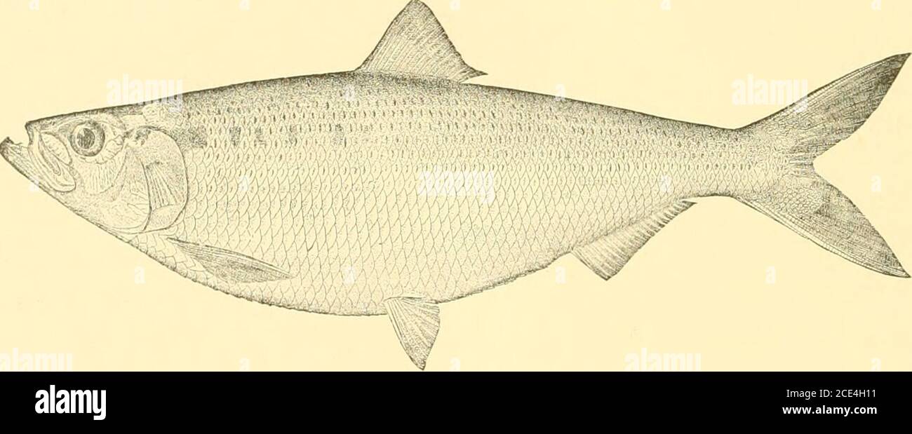 Fish stomach contents hi-res stock photography and images - Alamy