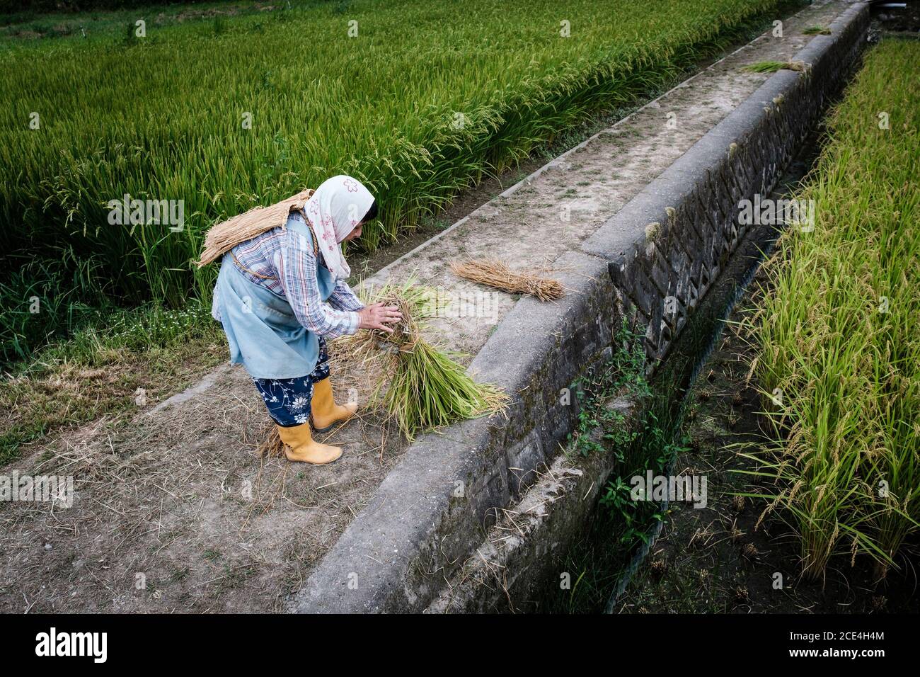 AUGUST 30, 2020 - A farmer harvests rice by hand in Ena, Gifu ...
