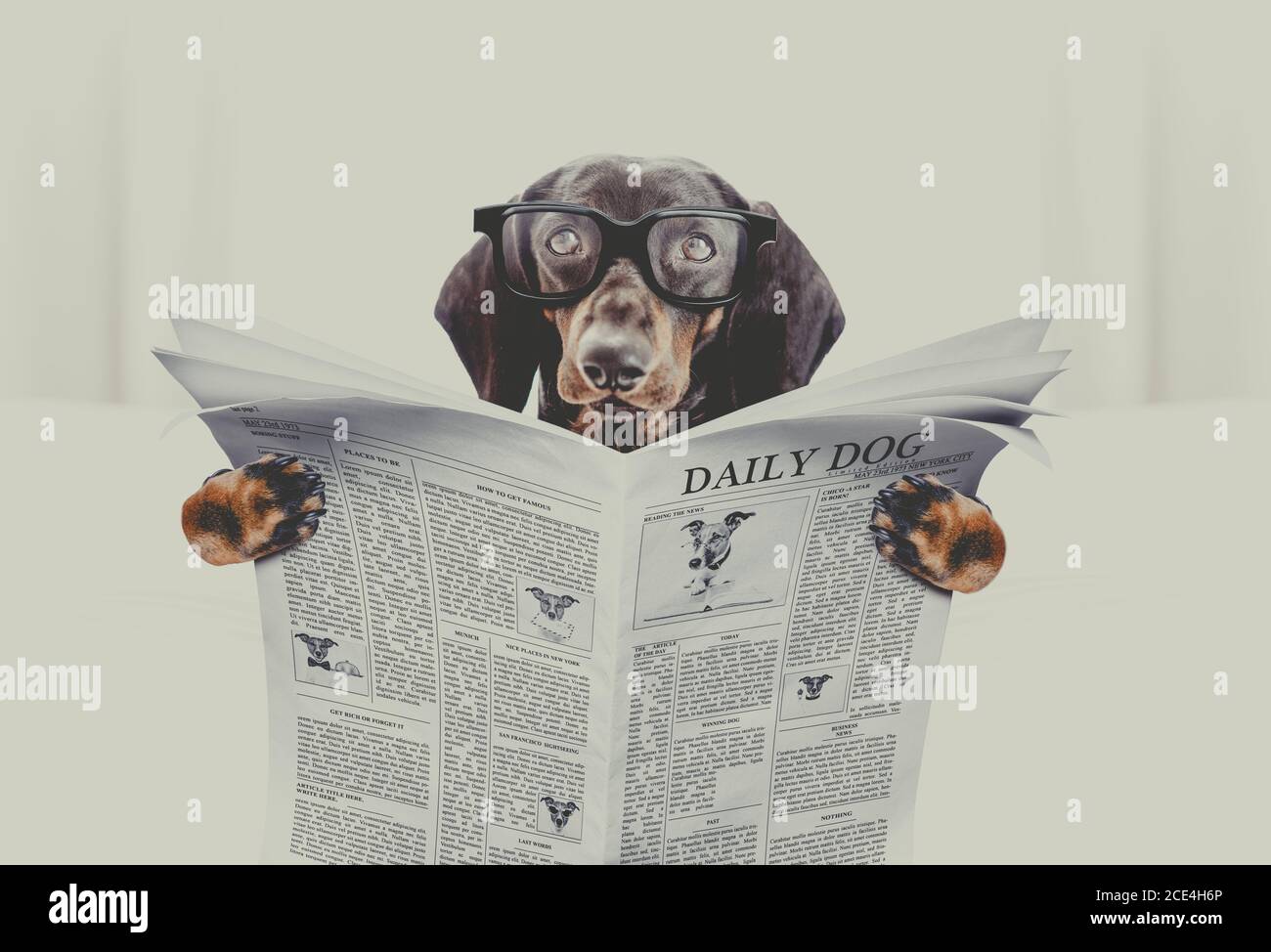 dog reading newspaper Stock Photo - Alamy