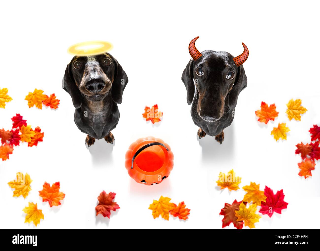 Scary ghost dog dog Cut Out Stock Images & Pictures - Alamy