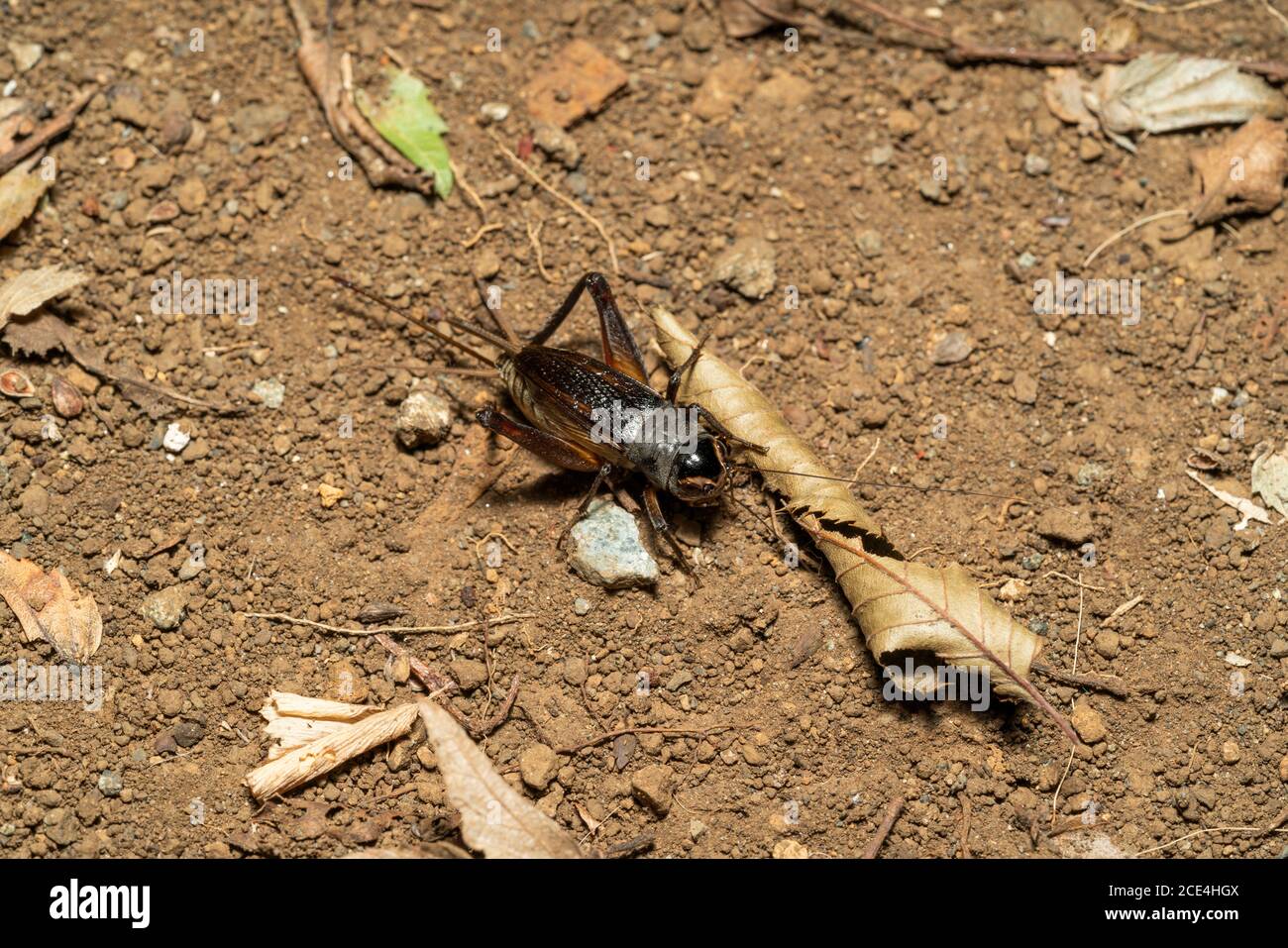 Teleogryllus emma, Isehara City, Kanagawa Prefecture, Japan Stock Photo ...