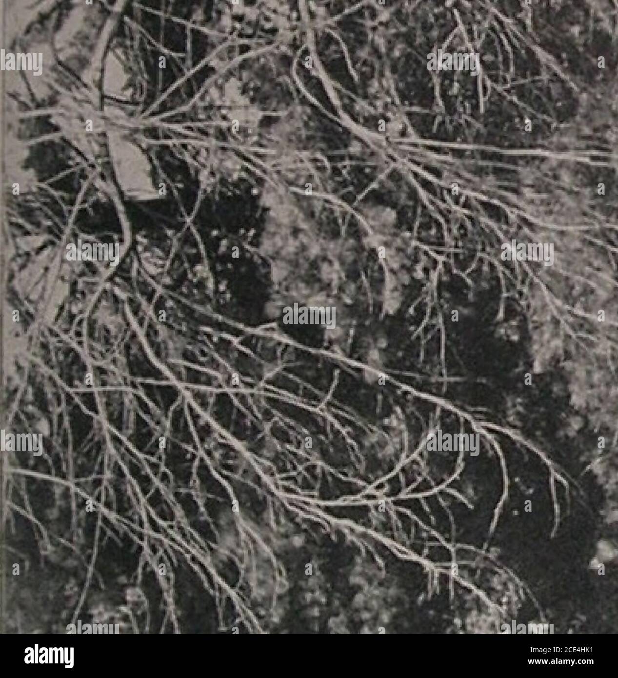 . Annual Calendar of the Frances Shimer Academy of the University of ...