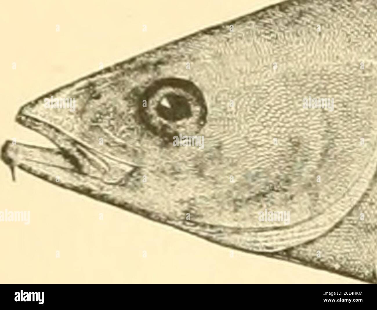 Podling hi-res stock photography and images - Alamy